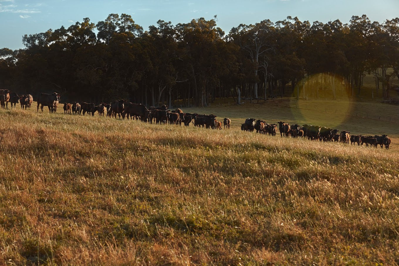 Capital Meat Imports