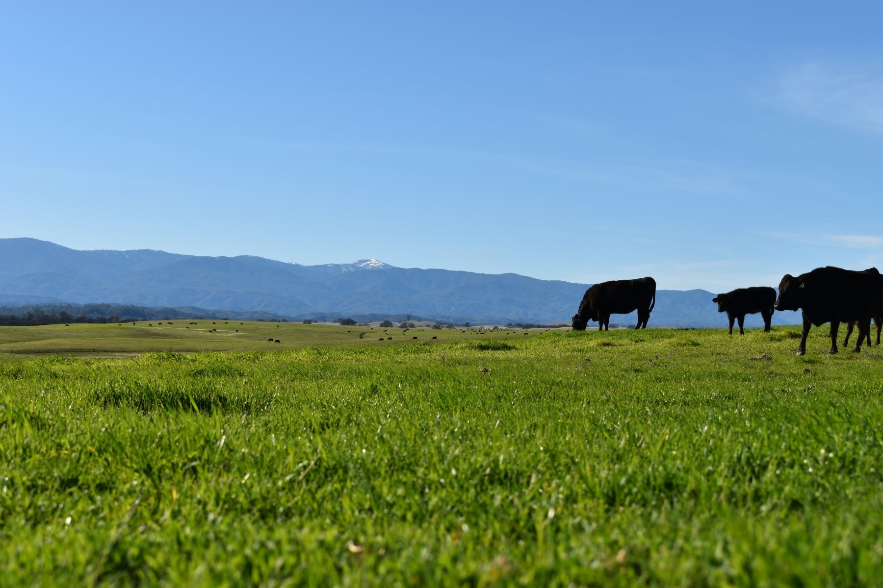 Capital Meat Imports