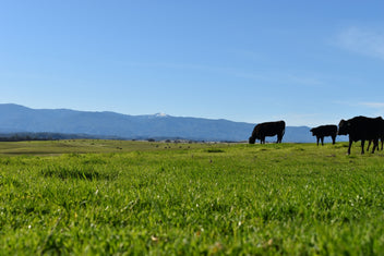 Capital Meat Imports